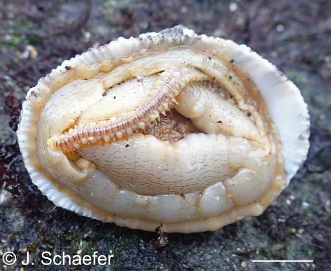 Gastropods - Fissurellidae